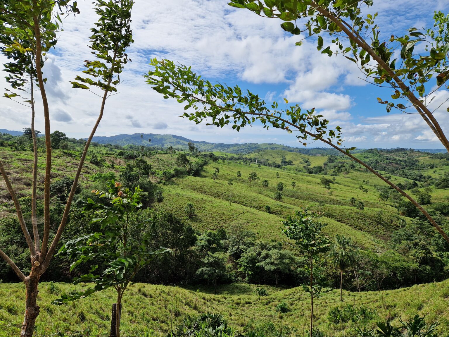 Finnfund investment in forest restoration in Panama – USD 15 million